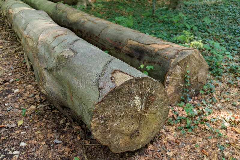 The Cut Down Old Trunks of Beech Trees Stock Image - Image of texture ...