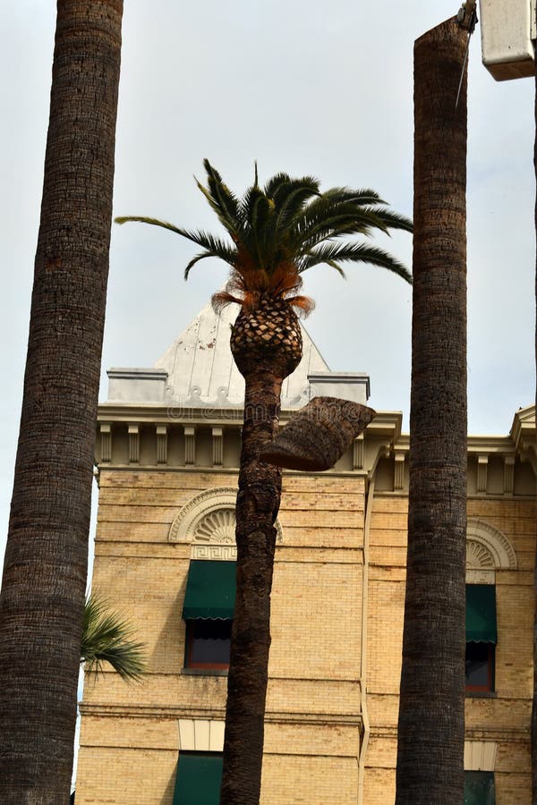 Cut Down Palm Tree Price Falling Stock Photo - Image of sugar, asian ...