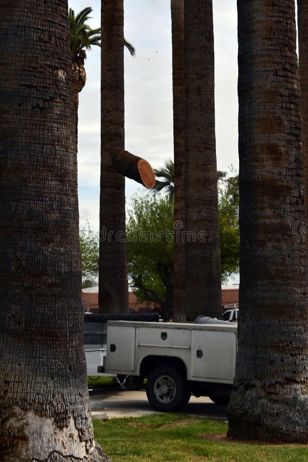 Cut Down Palm Tree Price Falling Stock Photo - Image of sugar, asian ...