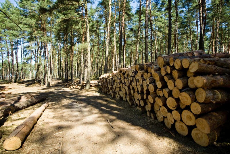 Logging pine log piles stock photo. Image of forest, lane - 4948660 Logging pine log piles stock photo. Image of forest, lane - 4948660