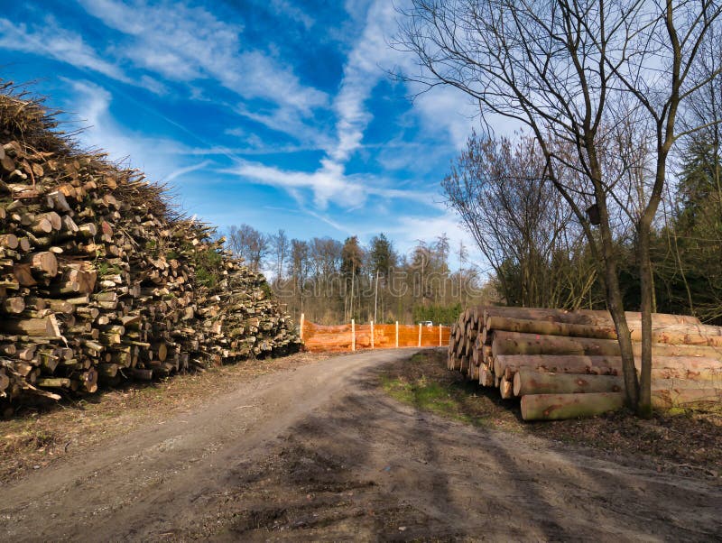 Cut Down Piles of Trees Next To Footpath in the Forest. Stock Photo ...