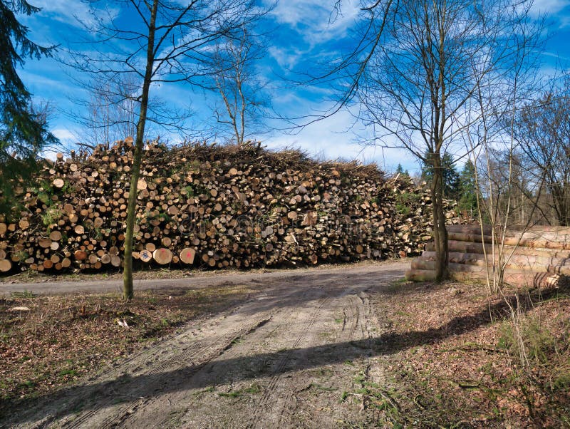 Cut Down Piles of Trees Next To Footpath in the Forest. Stock Image ...
