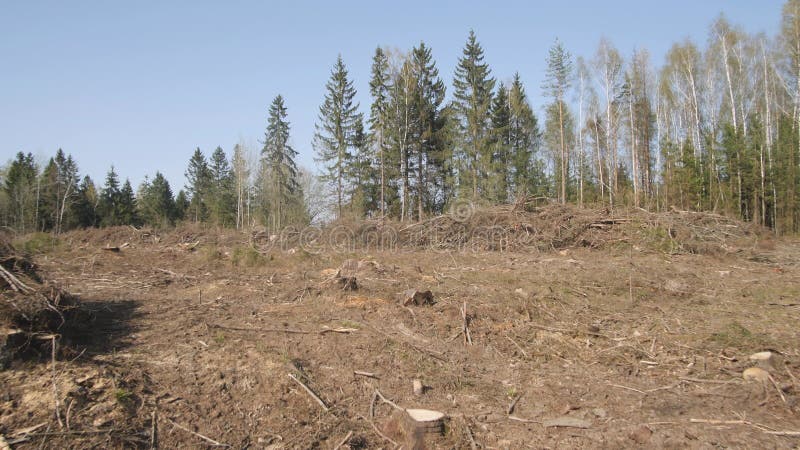 Cut Down Pine Forest Landscape in Summer Stock Footage - Video of ...