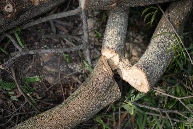 Cut Down Pine Tree in Forest Stock Photo - Image of environment ...