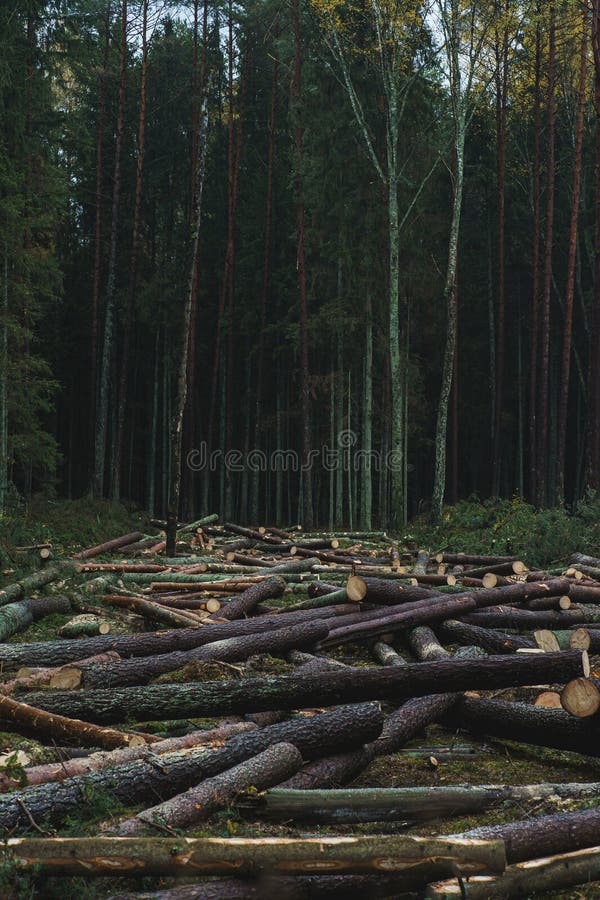 Cut Down Pine Trees. Landscape of Cut Down Trees in the Forest Stock ...