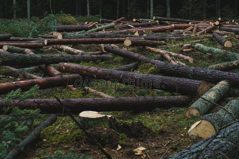Cut Down Pine Trees. Landscape of Cut Down Trees in the Forest Stock ...