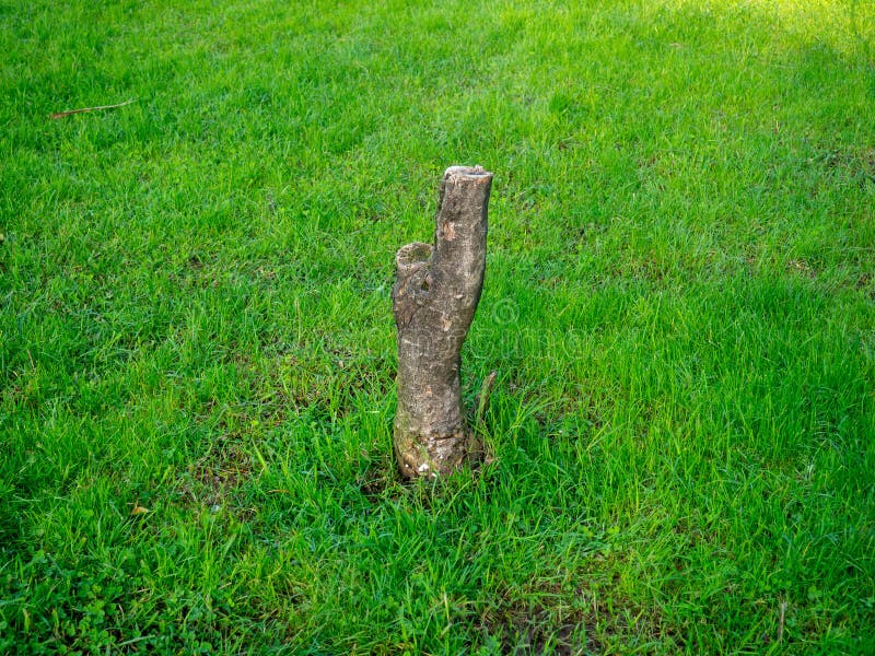 A Cut Down Small Tree. Stump from a Small Tree in the Grass. Ecological ...