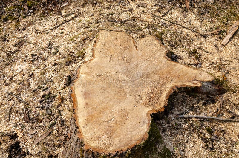 A Cut Down Tree Trunk Close Up Stock Image - Image of aging, pruning ...