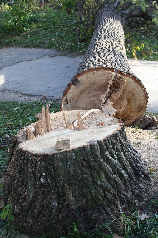 Cut Down Tree from Fir Forest Stock Image - Image of cutted, high: 36363425