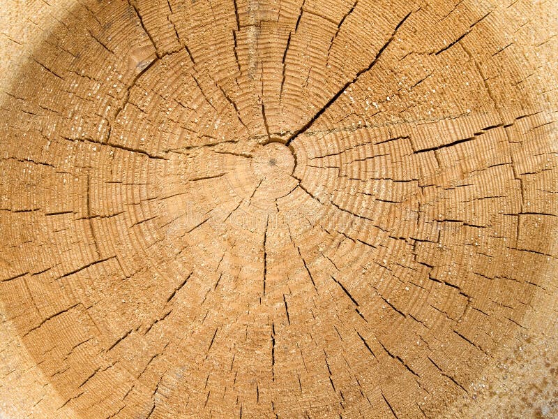 The cut down tree. stock photo. Image of diameter, stub - 22942448