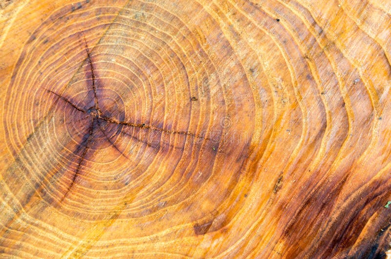 Cut Down a Tree with Annual Rings Stock Photo - Image of striped, close ...