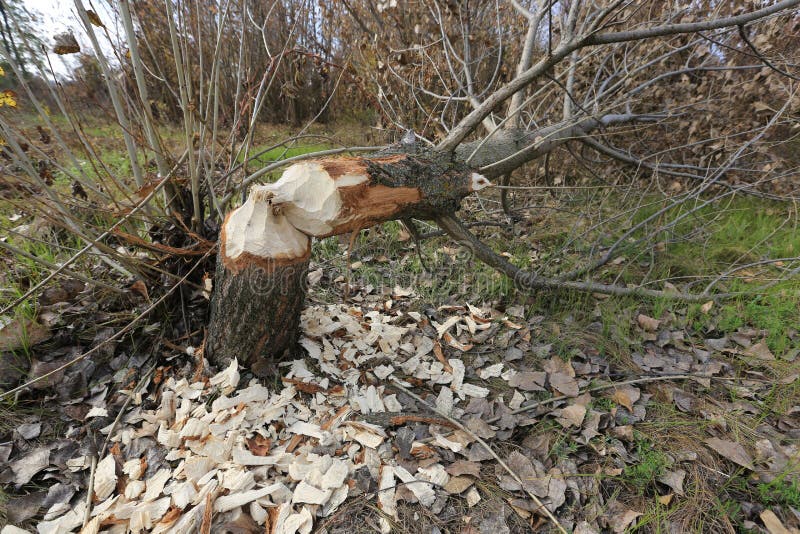 Cut down tree stock photo. Image of beaver, stump, zoology - 34507812