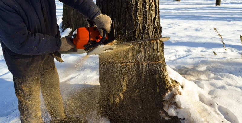 Cut Down the Tree with a Chainsaw. Stock Image - Image of chainsaw ...