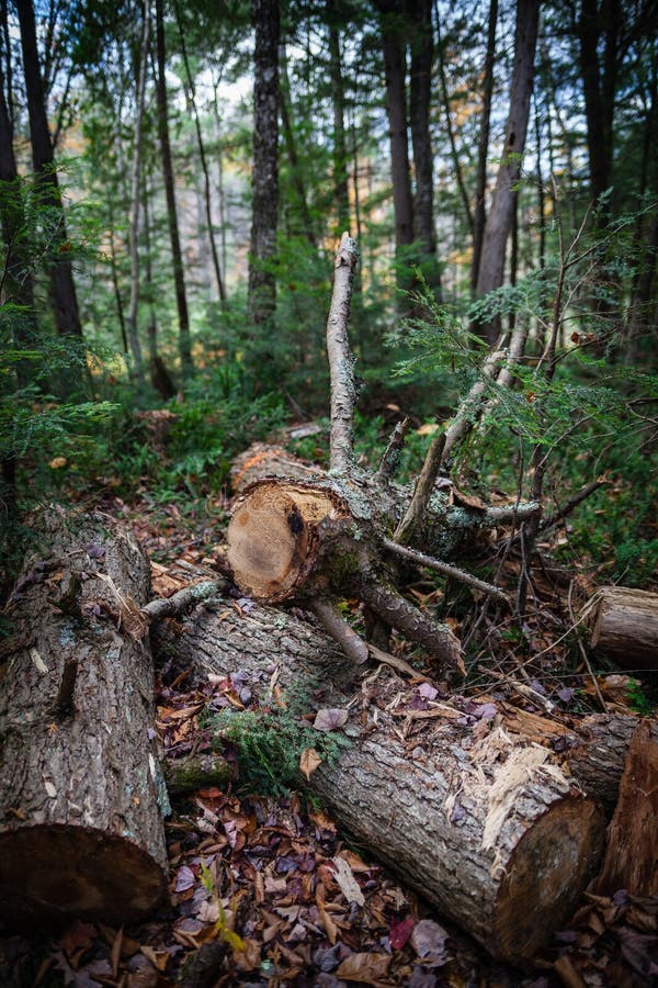 Cut down tree stock photo. Image of root, forestry, mark - 131143964