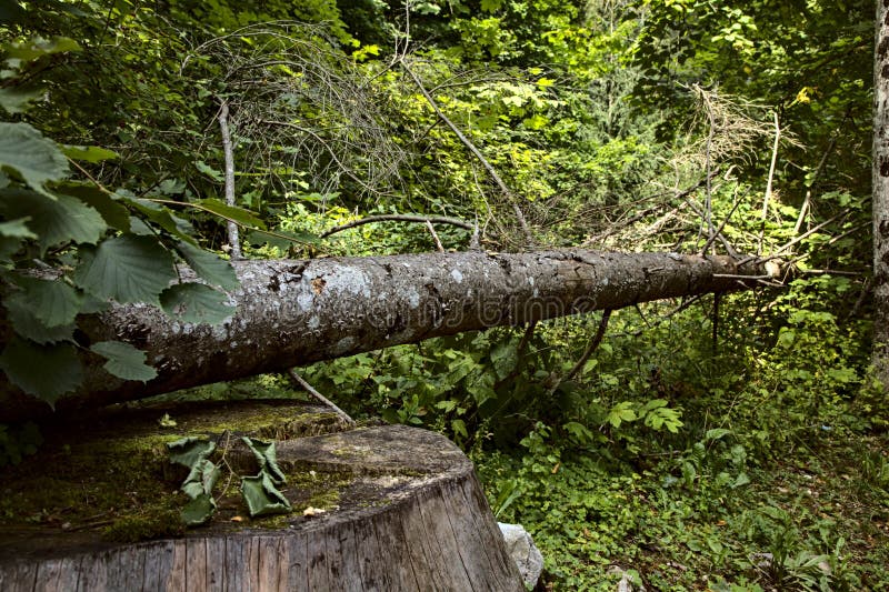 Cut Down Tree at the Edge of a Path in the Mountain Stock Photo - Image ...