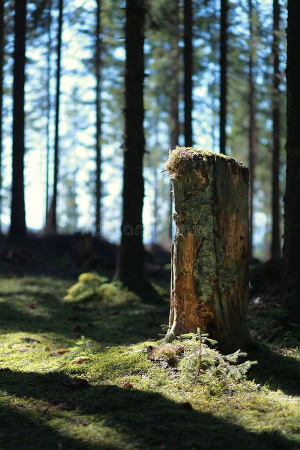 Cut Down Tree from Fir Forest Stock Image - Image of cutted, high: 36363425