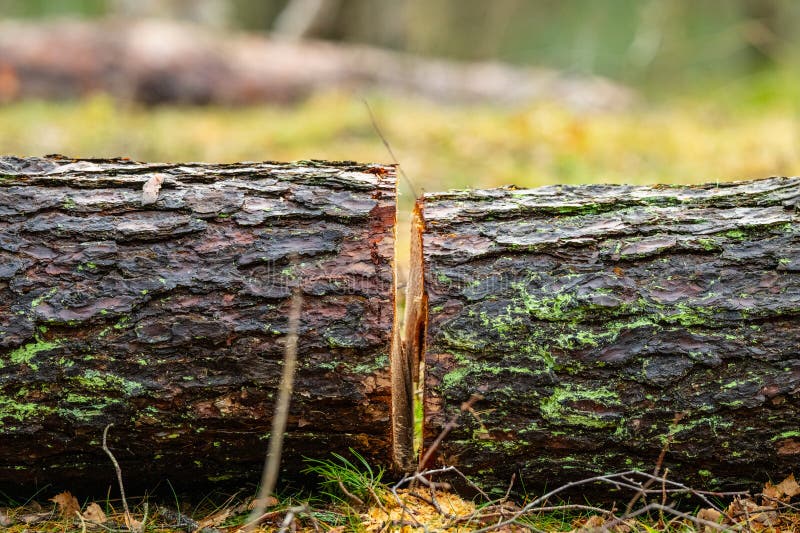 Cut Down Tree in a Forest.. Stock Photo - Image of trees, brown: 310029314