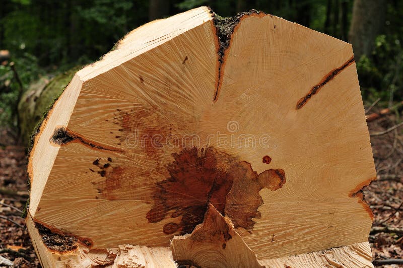 Cut down tree in forest stock photo. Image of floor - 124882948