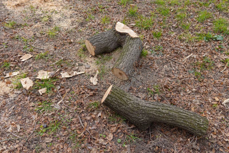 Cut Down Tree Limbs stock photo. Image of capital, woods - 245811556