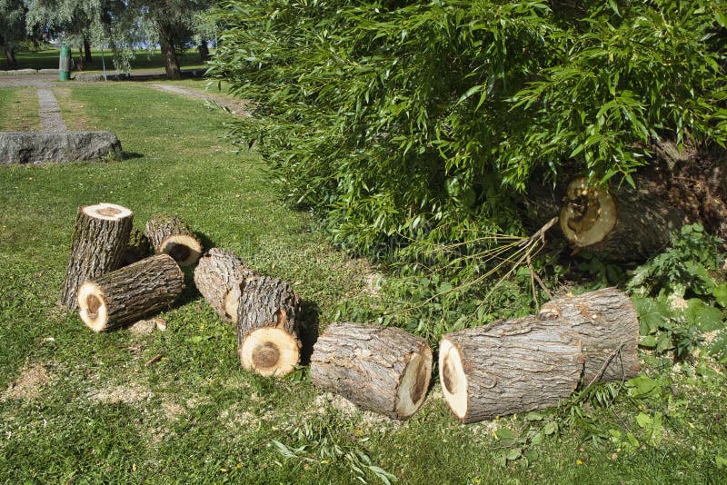 Cut Down Tree Logs in a City Park Stock Image - Image of sawn, ecology ...