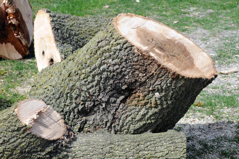 Cut down tree in a park. stock image. Image of bark, cleaning - 43171151
