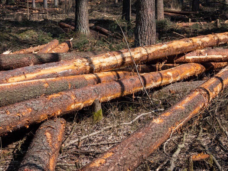 Cut Down Tree Logs Laying on the Ground. Deforestation Concept Stock ...