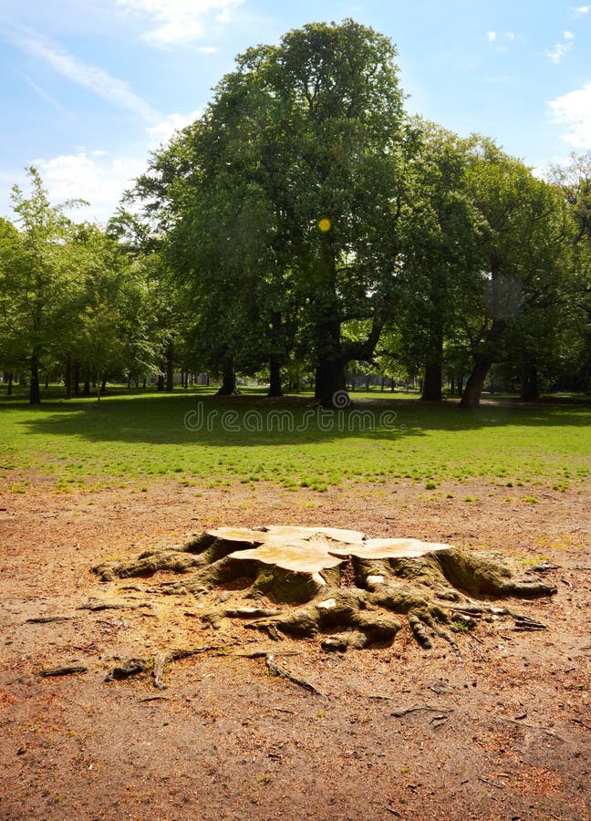 Cut Down Tree in an Open Spot in the Forrest Stock Photo - Image of ...