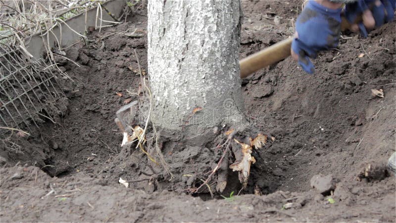 Cut down a tree root stock footage. Video of cutting - 51413152