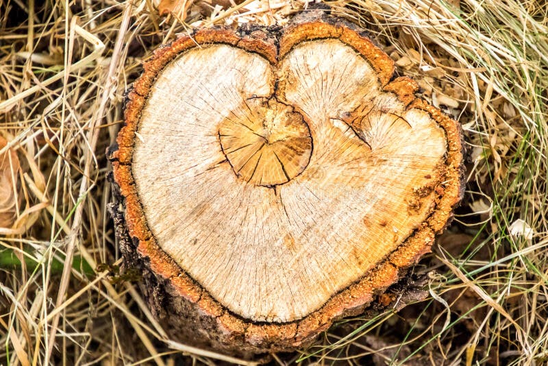 Tree Stump Heart stock image. Image of cross, organ - 121646085