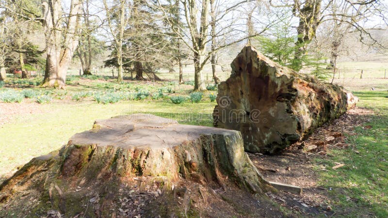 Redwood Tree Cut Down Stock Photos - Free & Royalty-Free Stock Photos ...