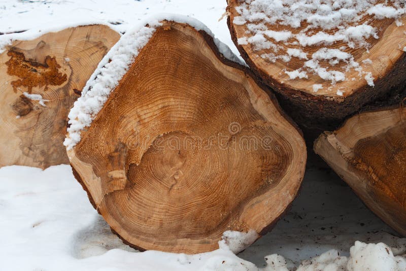 Cut Down a Tree in the Snow Stock Image - Image of snow, shape: 44402191