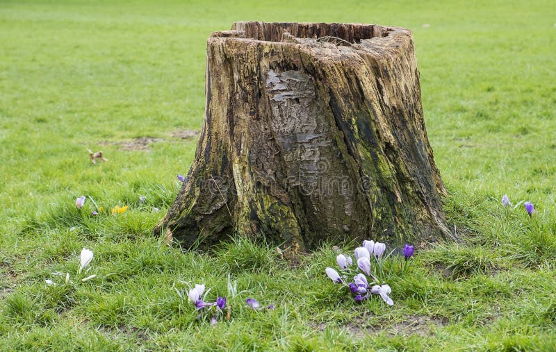 Cut down tree stump stock photo. Image of aged, felled - 88371488