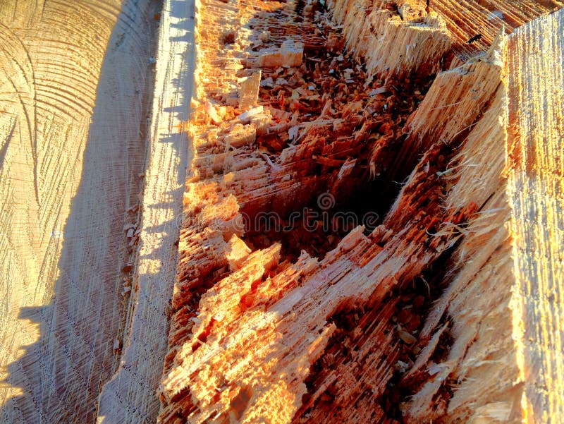 Cut down tree stump stock photo. Image of tree, stump - 73002762