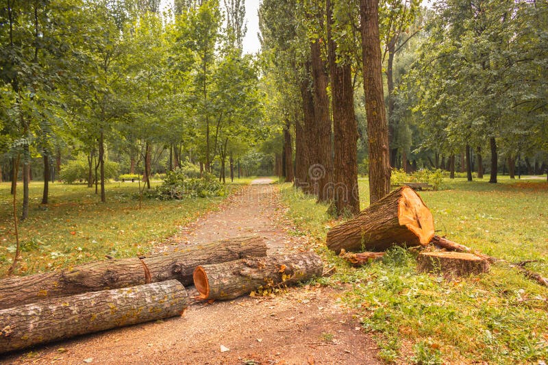 Cut Down Tree on Trail in Park. Tree Trunk with Annual Rings in ...