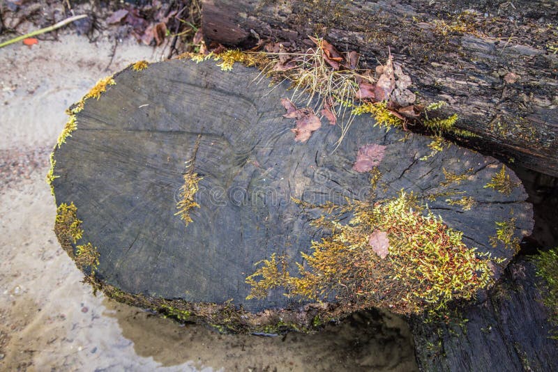 Cut down tree trunk stock photo. Image of brown, nature - 175692788