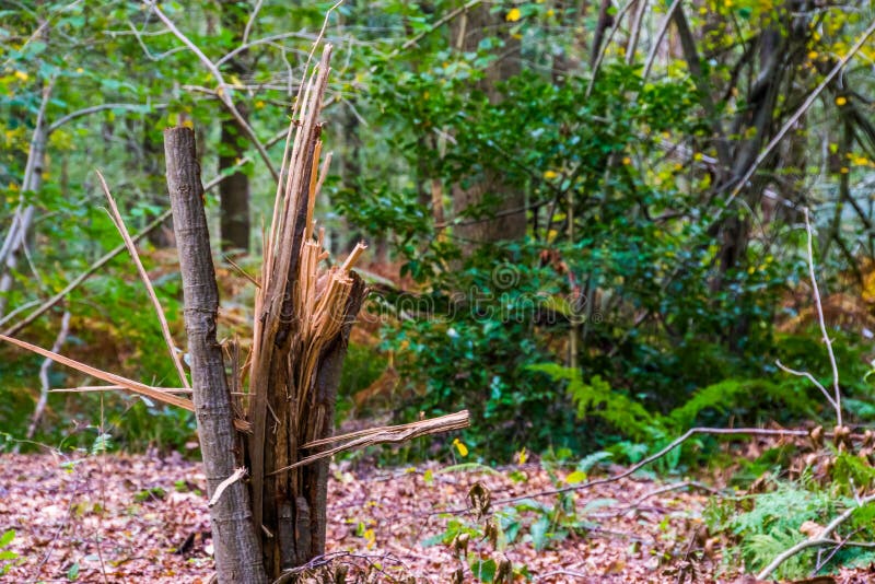 Cut Down Tree Trunk in Closeup, Liesbos Forest of Breda, the ...