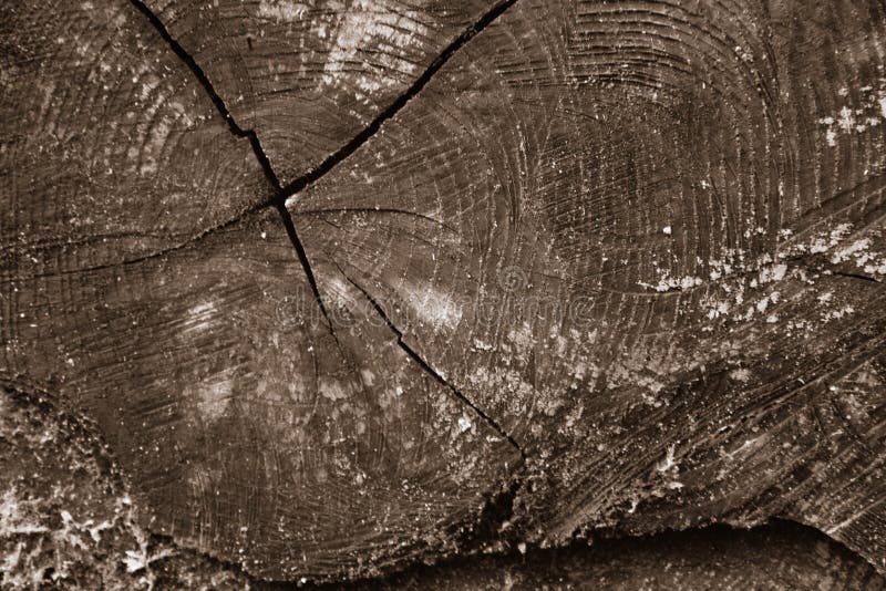 Cut down tree trunk stock image. Image of ring, brown - 177943293