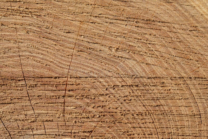 Cut down tree trunk stock photo. Image of cutting, design - 143455902