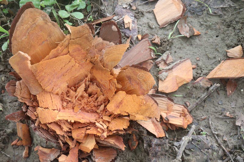 Cut Down Tree Trunk on Farm Stock Photo - Image of forest, park: 335938664