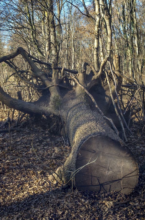 Cut Down Tree Trunk in the Forest Stock Photo - Image of deforestation ...