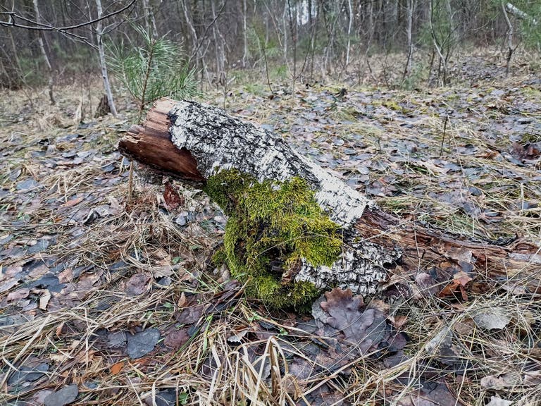 A Cut Down Tree Trunk of a Funny Shape. Stock Photo - Image of ...