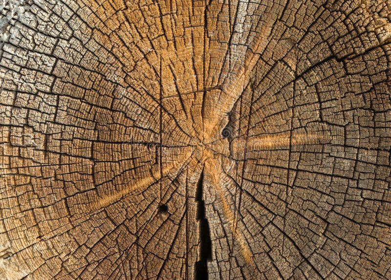 Cut Down Tree Trunk Texture Close Up Stock Image - Image of brown ...