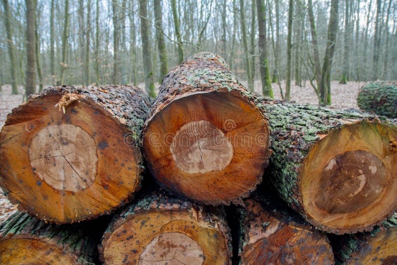 Cut down tree trunks stock image. Image of bark, forest - 179551175