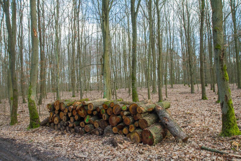 Cut down tree trunks stock image. Image of lumberjack - 179551159