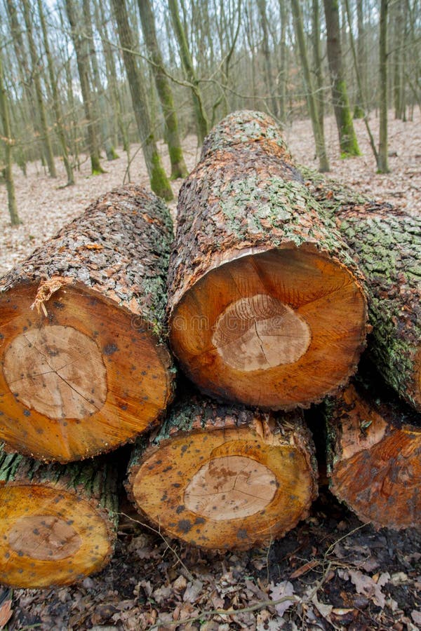 Cut down tree trunks stock photo. Image of cambium, heart - 176395376