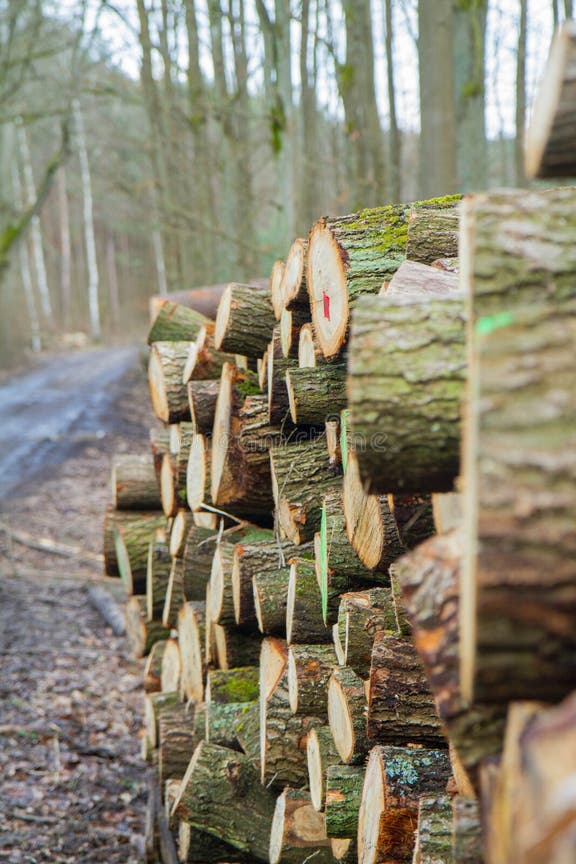 Cut Down Tree Trunks on a Pile Stock Image - Image of manufacturing ...