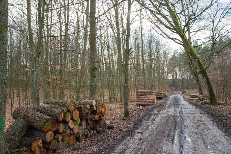 Cut down tree trunks stock image. Image of lumberjack - 179558229