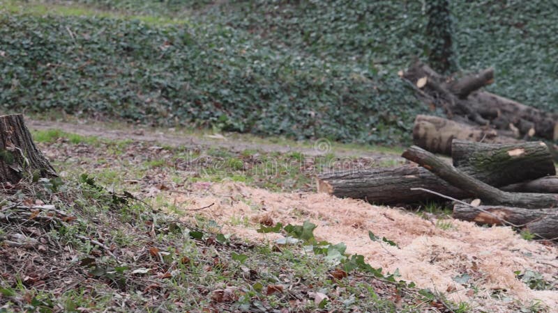 Cut down Tree Park stock video. Video of timber, trimming - 247431591