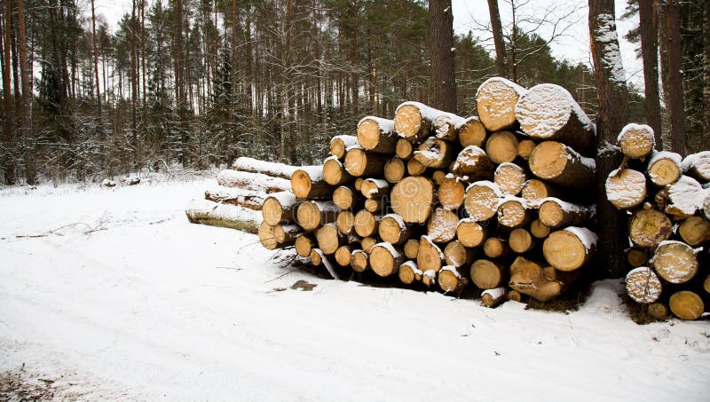 Cut down trees stock image. Image of background, outdoor - 22908669