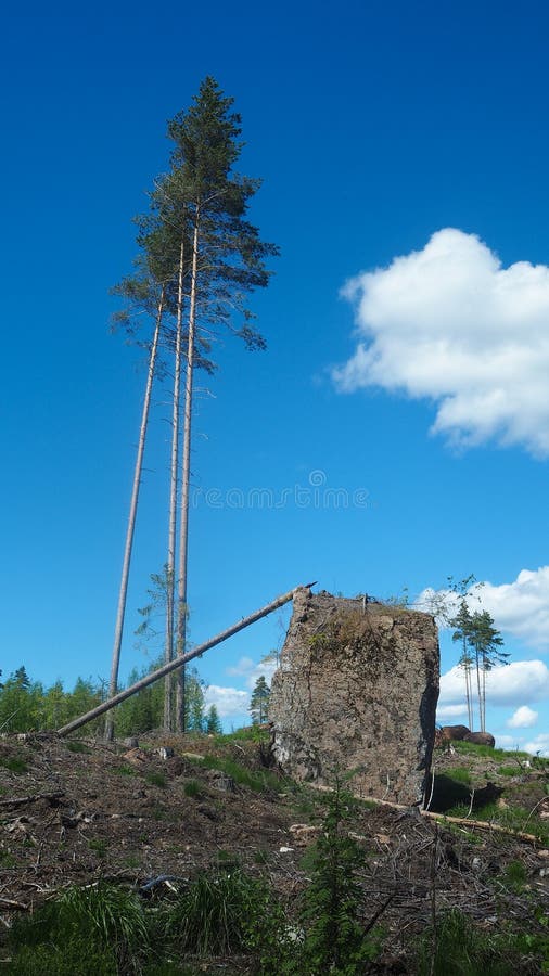 Big Deforestation in Finland Stock Photo - Image of road, forest: 126258836
